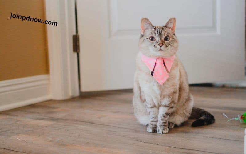 Meet Nala Cat: The Instagram Star With A Ton Of FO - Tymoff